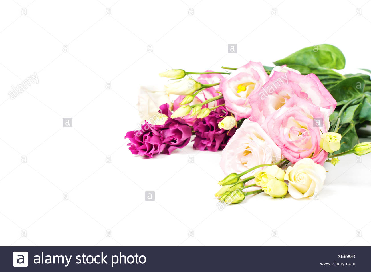 Eustoma Russellianum High Resolution Stock Photography and Images - Alamy