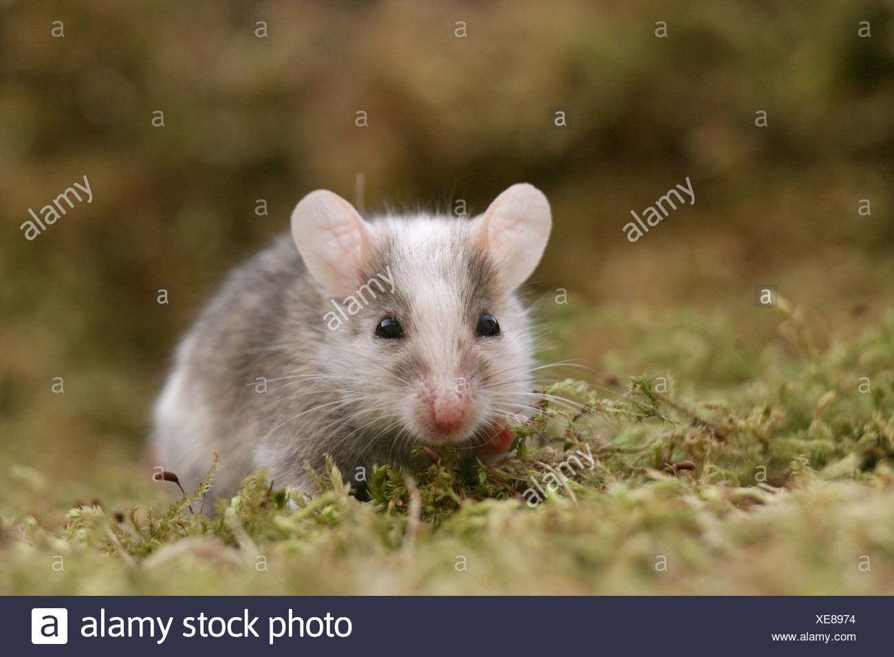 Multimammate Stock Photos & Multimammate Stock Images - Alamy