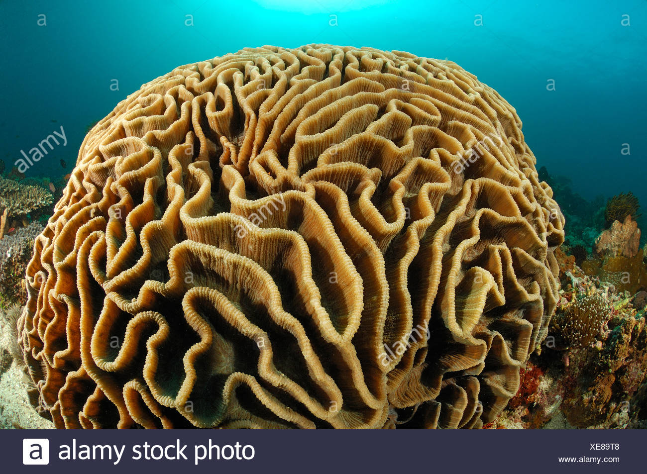 Pectinia High Resolution Stock Photography and Images - Alamy