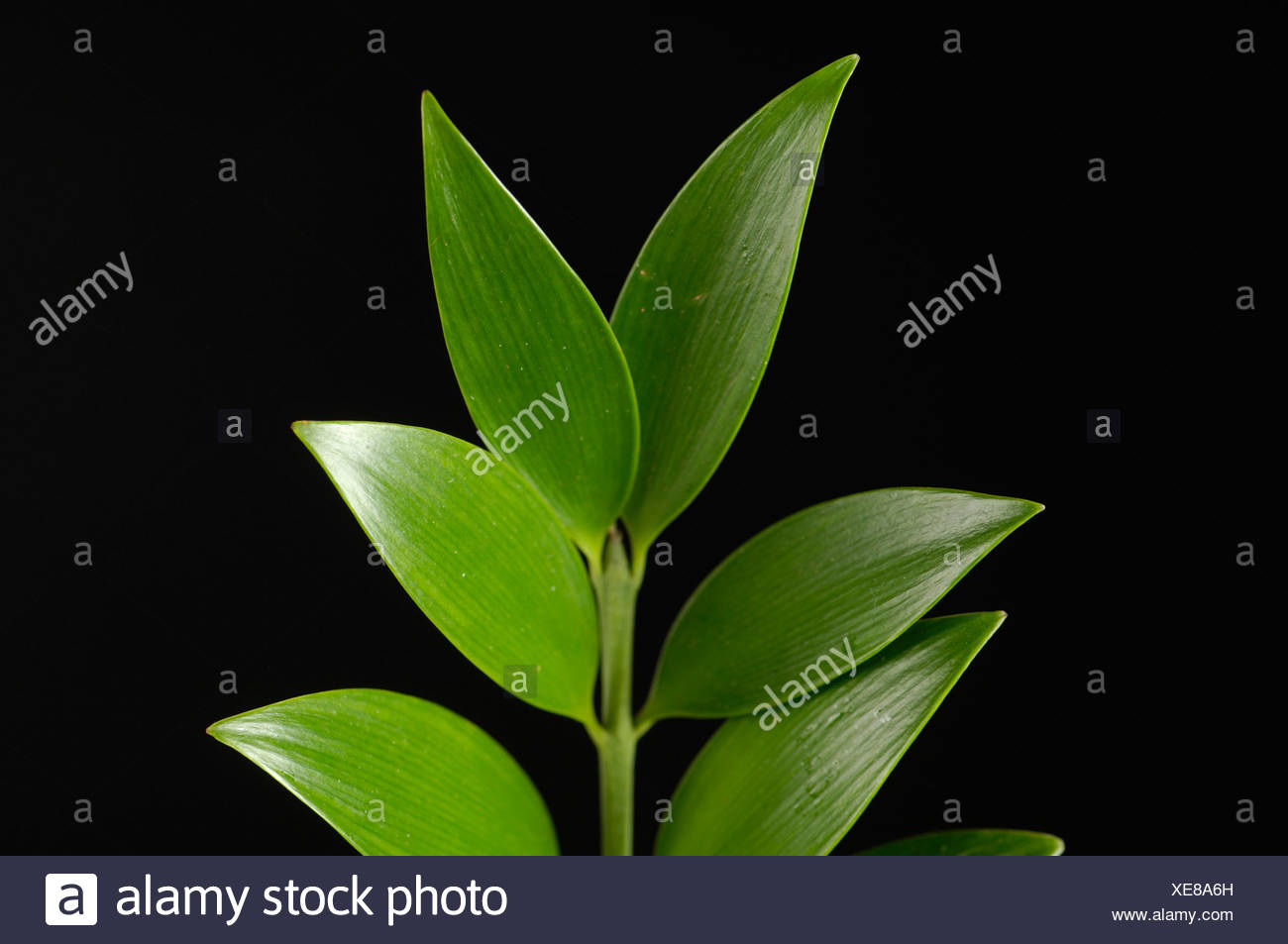 Cocculus Stock Photos & Cocculus Stock Images - Alamy