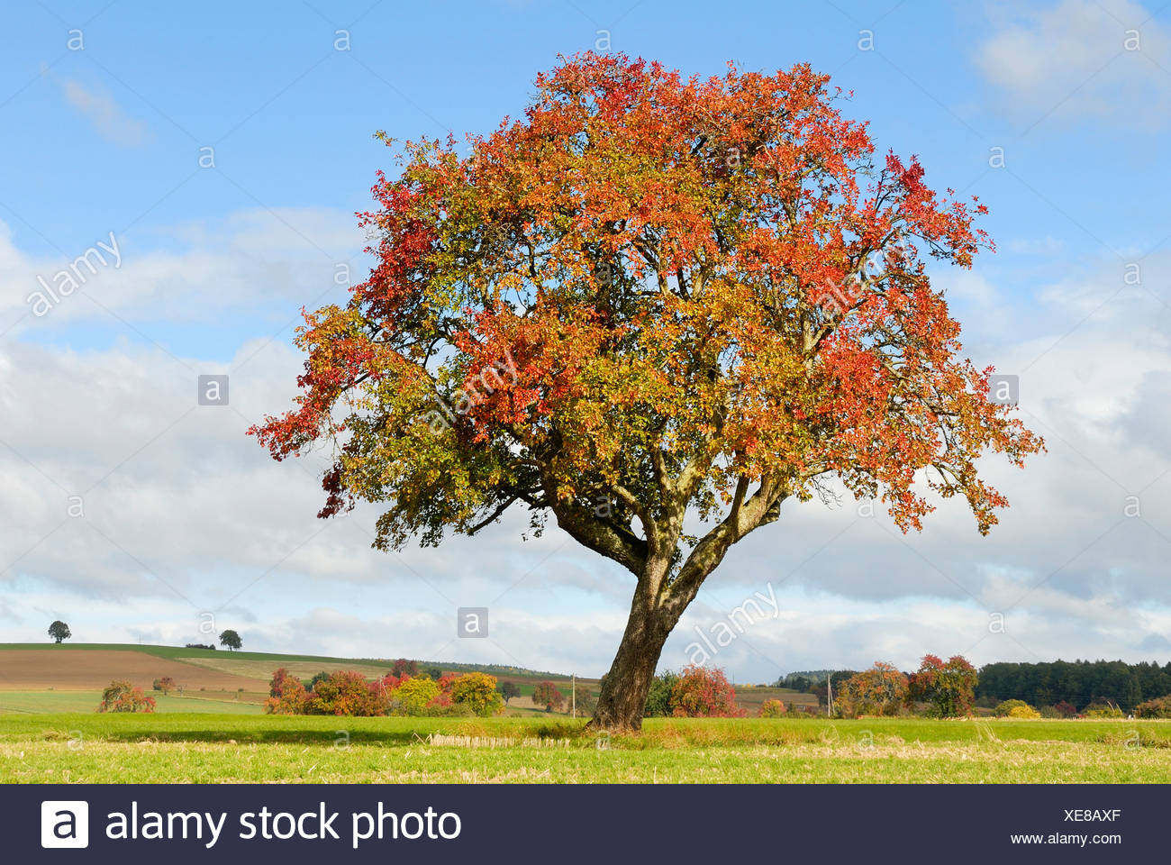 Apple Tree Autumn High Resolution Stock Photography and Images - Alamy