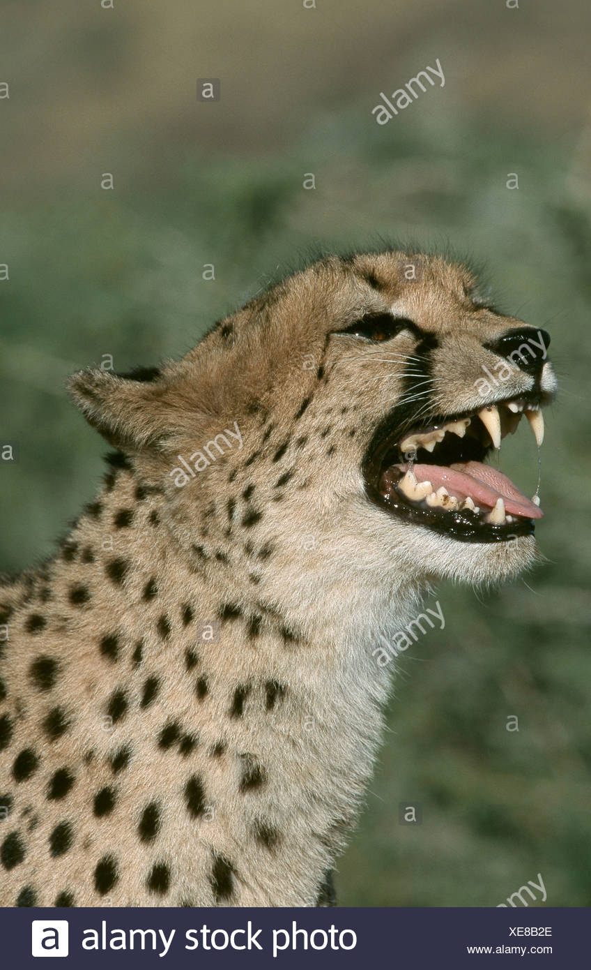 Cheetah Teeth Closeup High Resolution Stock Photography and Images - Alamy