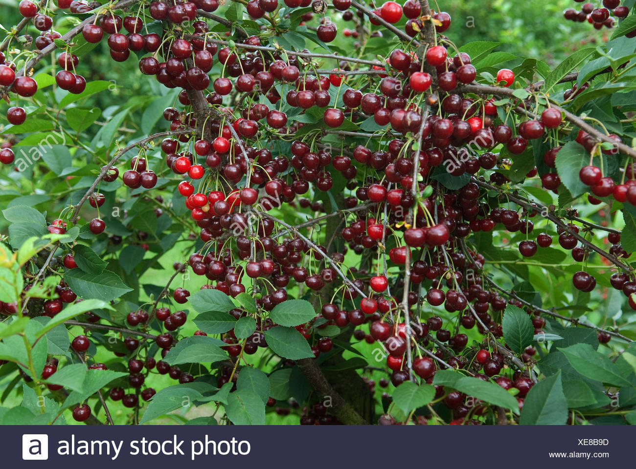 Morello Trees High Resolution Stock Photography and Images - Alamy