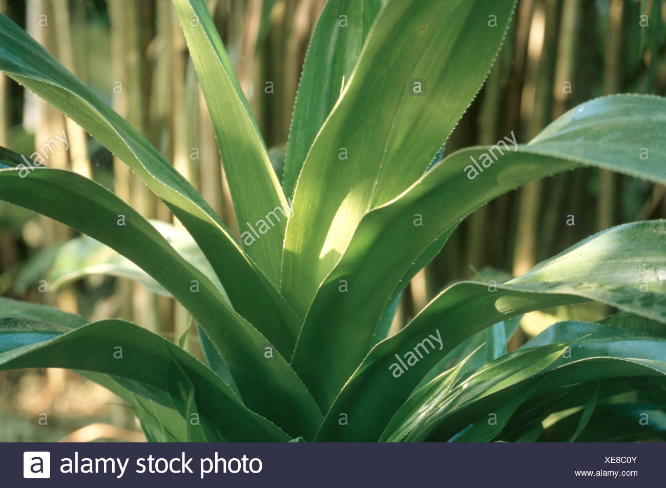Pandanus Candelabrum High Resolution Stock Photography and Images - Alamy