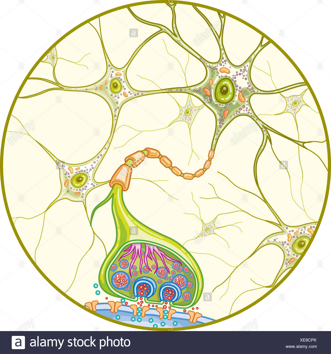 Multipolar Neuron High Resolution Stock Photography and Images - Alamy
