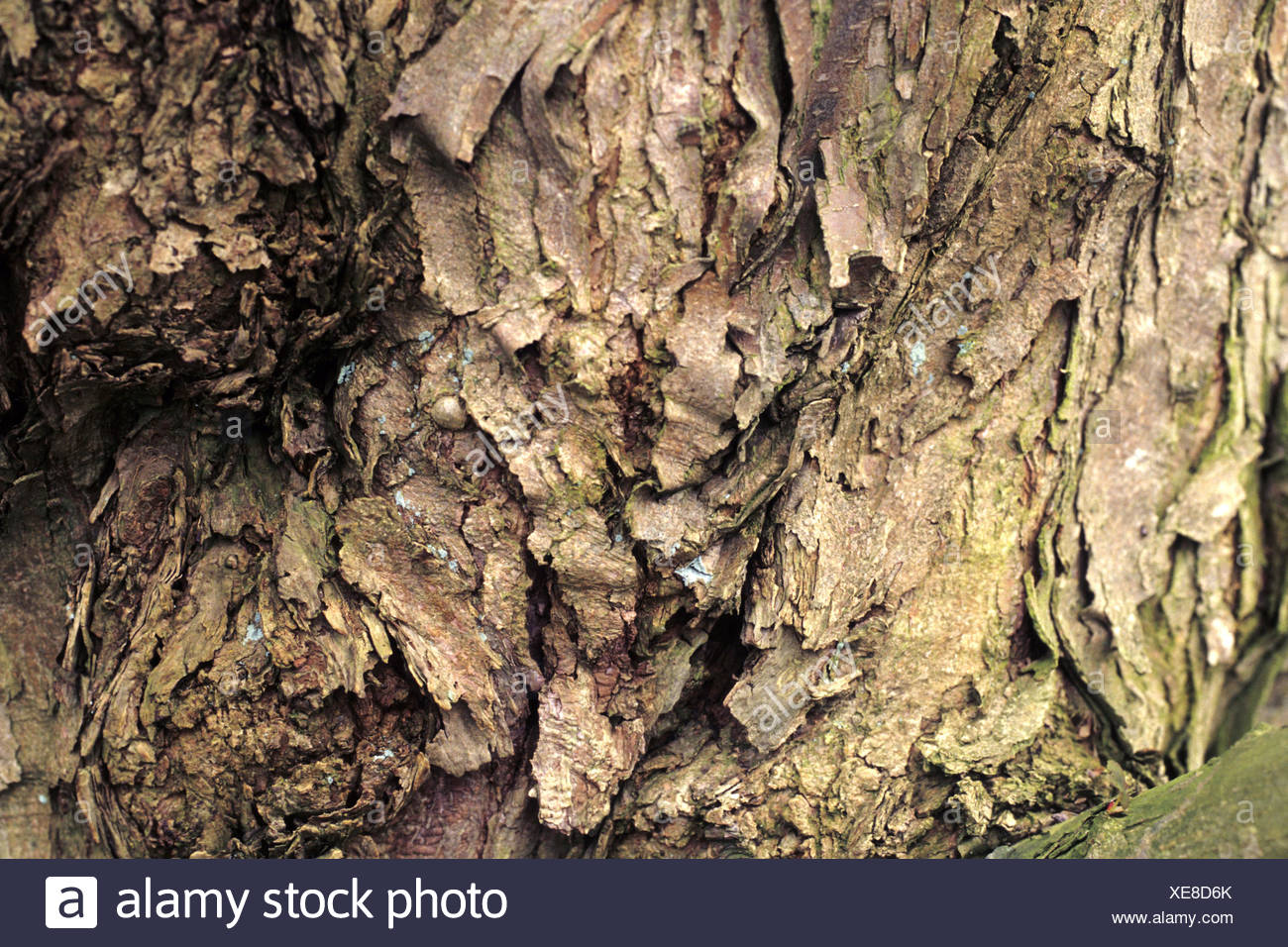 Katsura Tree Stock Photos & Katsura Tree Stock Images - Alamy