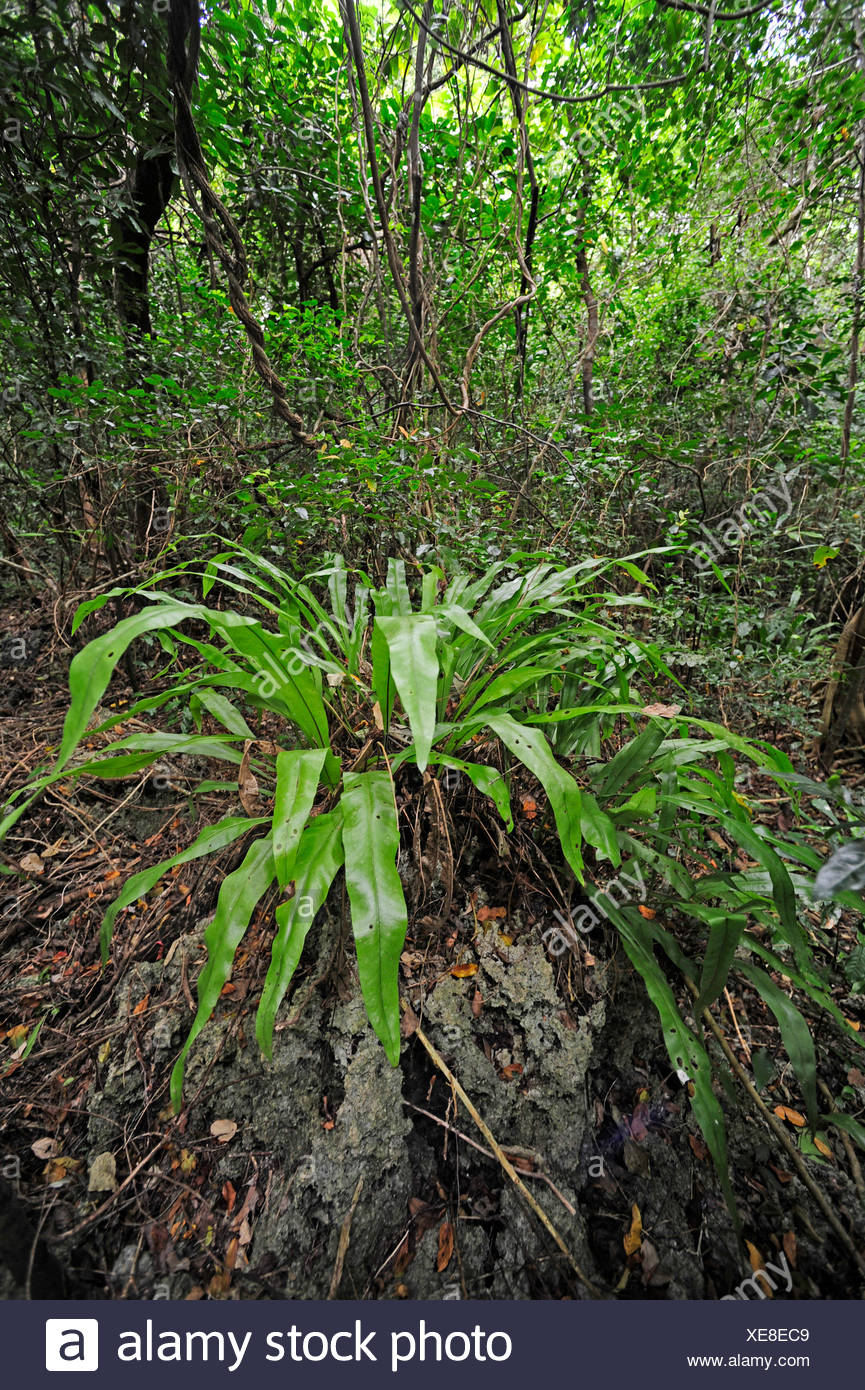 Jungle Undergrowth Stock Photos & Jungle Undergrowth Stock Images - Alamy