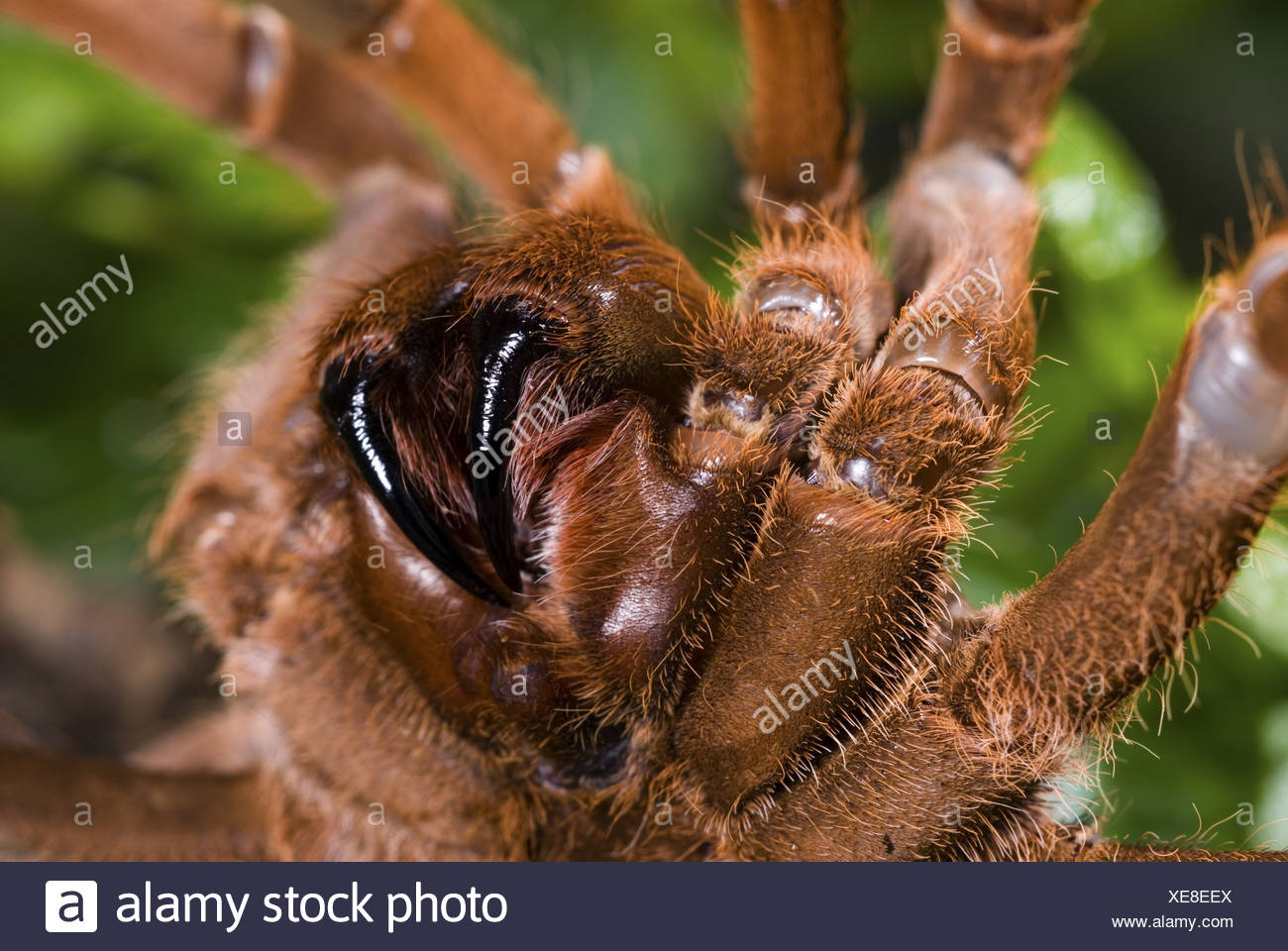 Baboon Spider Africa Stock Photos & Baboon Spider Africa Stock Images ...