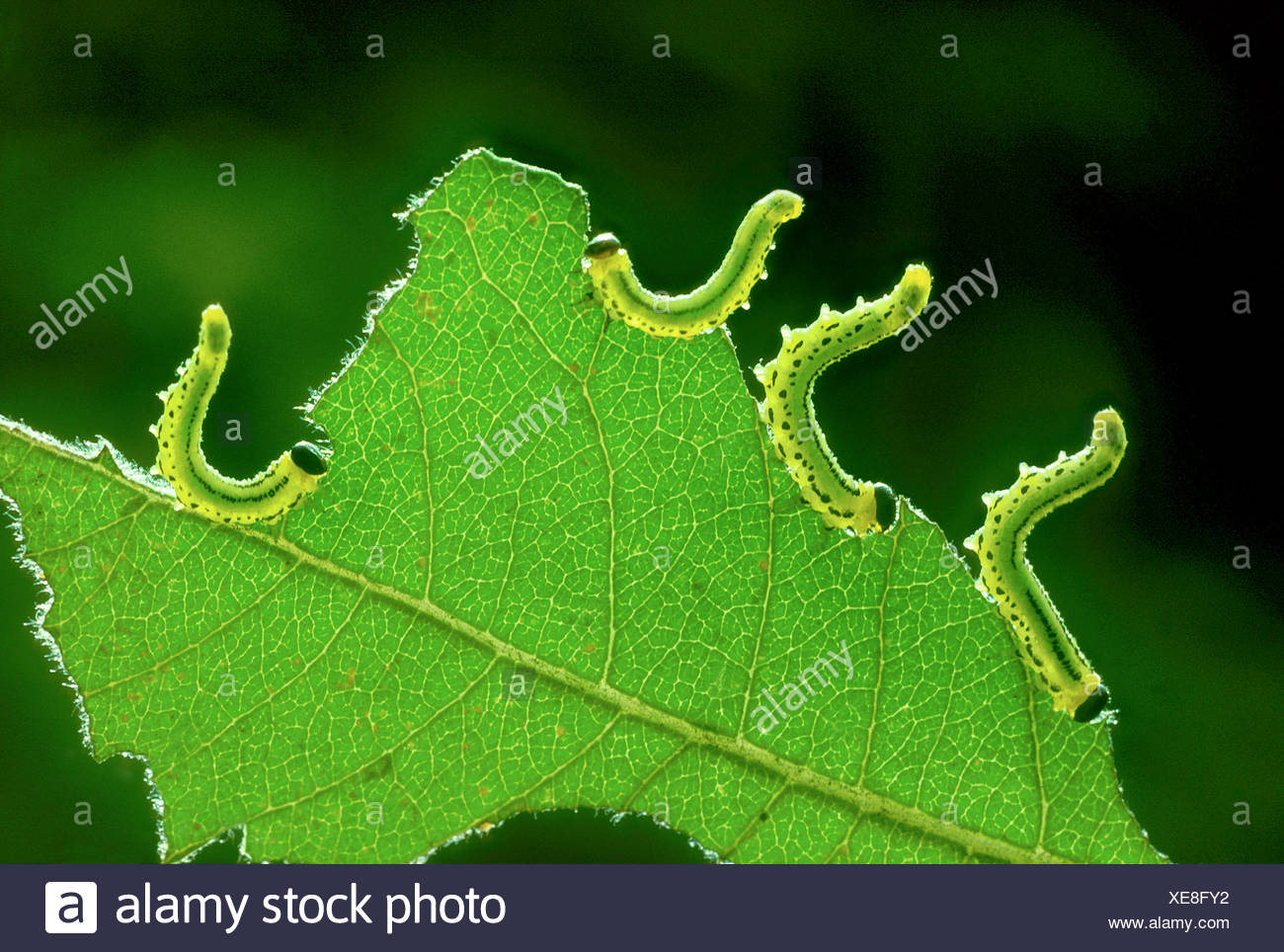 Birch Sawflies High Resolution Stock Photography and Images - Alamy