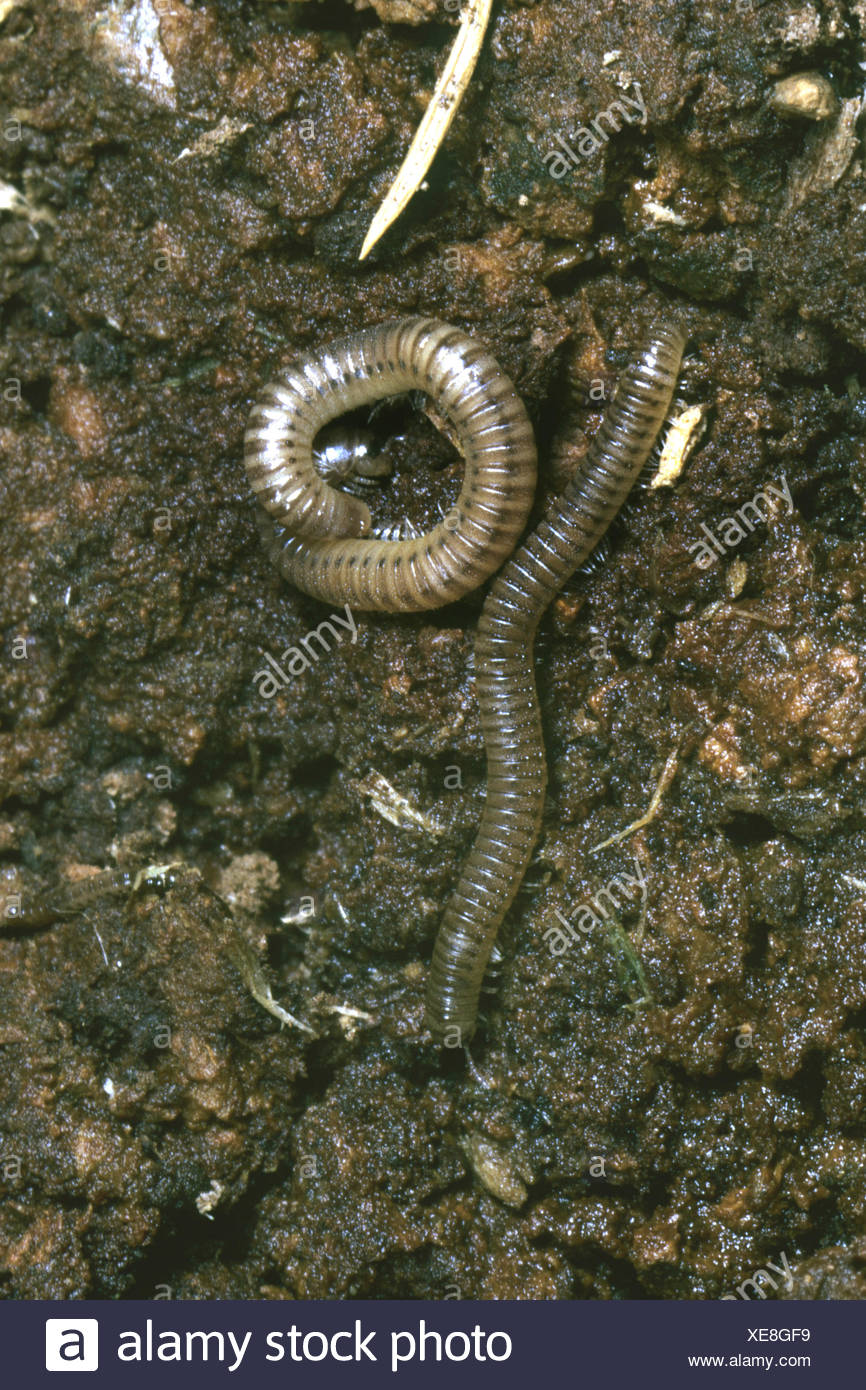 Thousand Leggers Stock Photos & Thousand Leggers Stock Images - Alamy