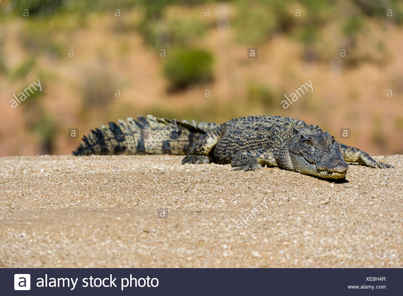 Sand Crocodile High Resolution Stock Photography and Images - Alamy