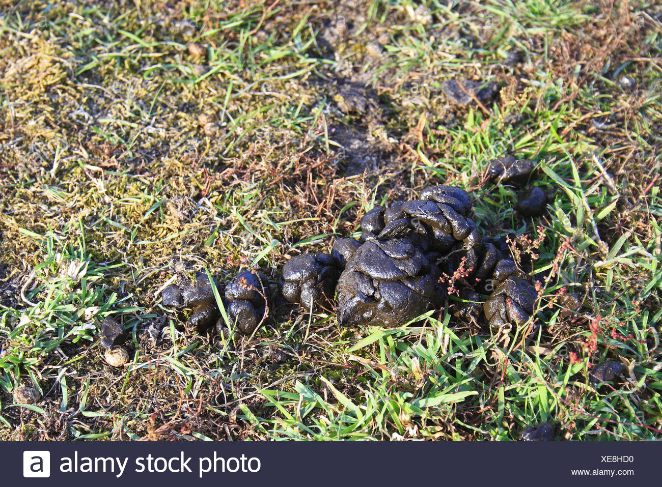Sheep Droppings High Resolution Stock Photography and Images - Alamy