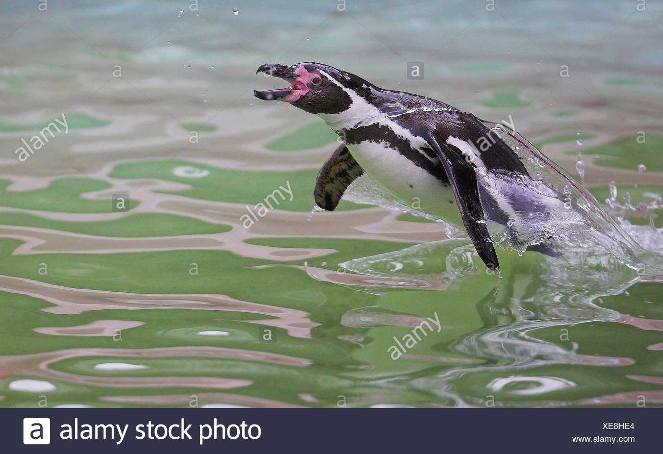 Penguins Jumping High Resolution Stock Photography and Images - Alamy