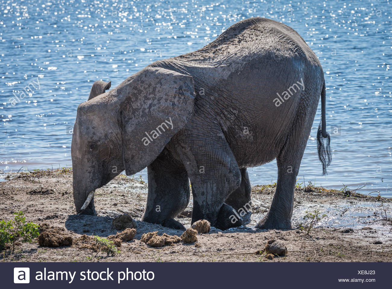 Elephant Kneeling Stock Photos & Elephant Kneeling Stock Images - Alamy