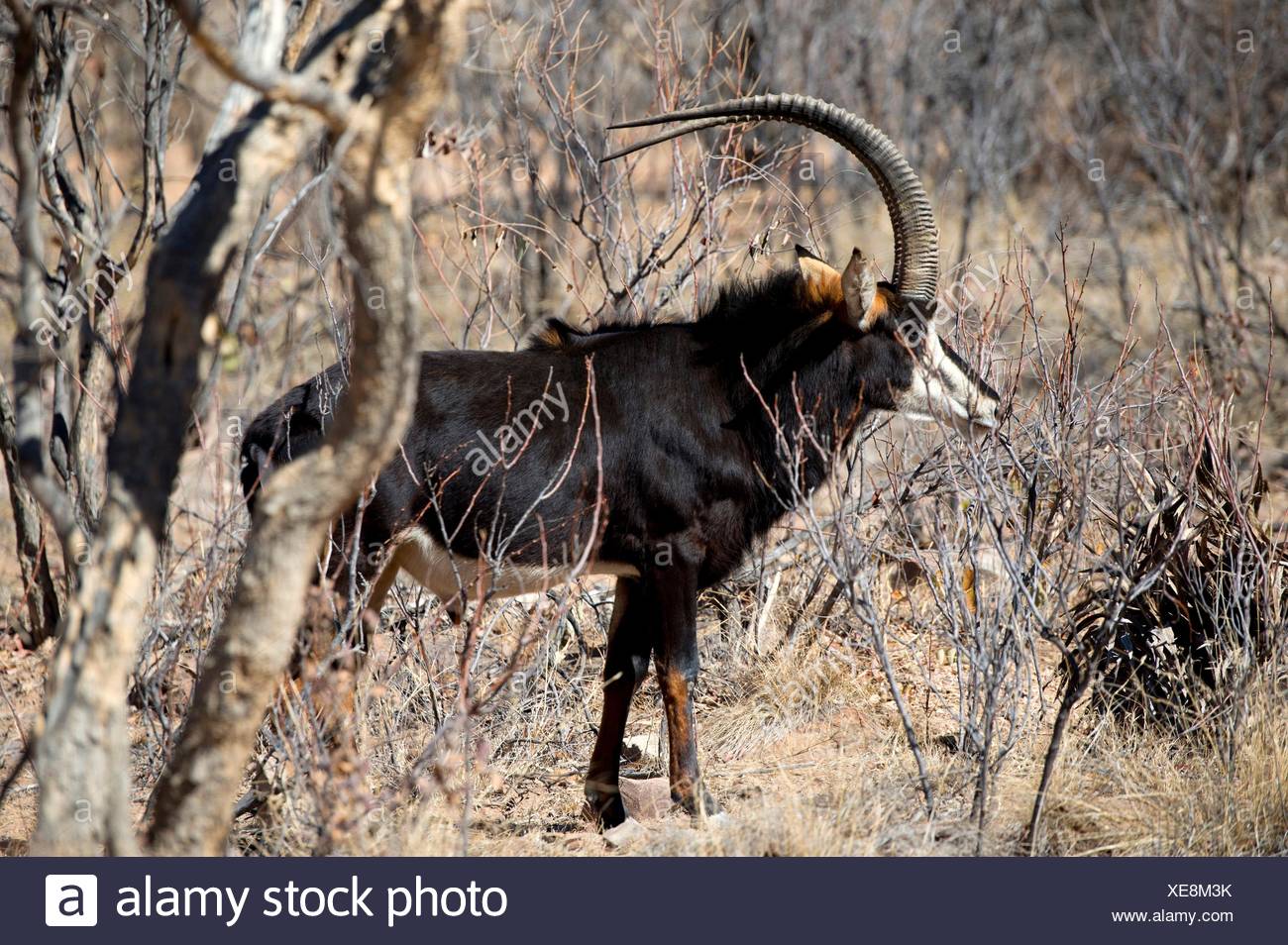 Hippotragus Niger Niger High Resolution Stock Photography and Images ...
