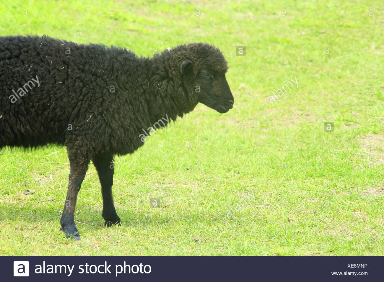 Black Sheep Small Black Sheep Stock Photos & Black Sheep Small Black ...