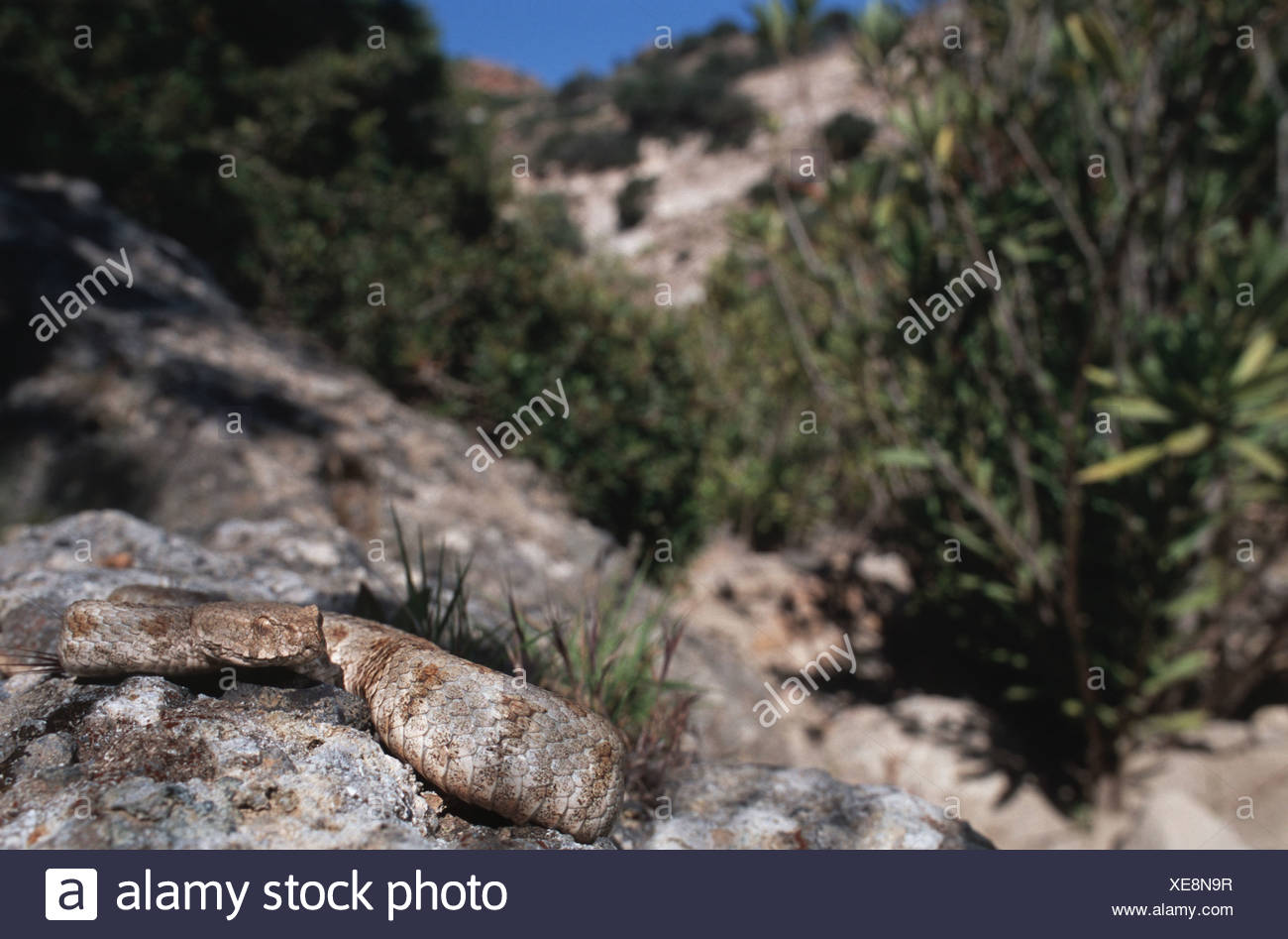 Dangerous Snakes Of Greece High Resolution Stock Photography and Images ...