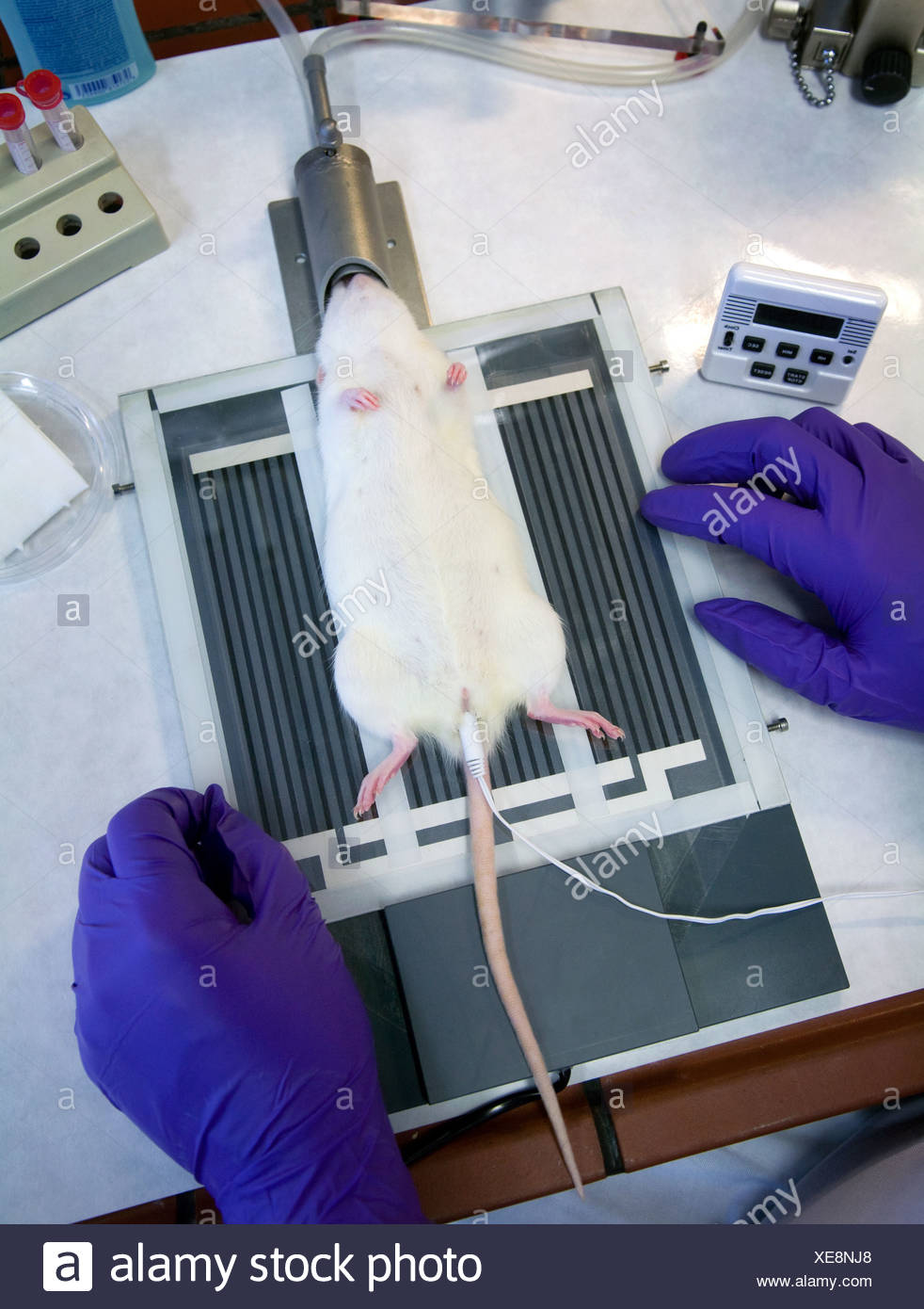 Lab Rat Stock Photos & Lab Rat Stock Images - Alamy
