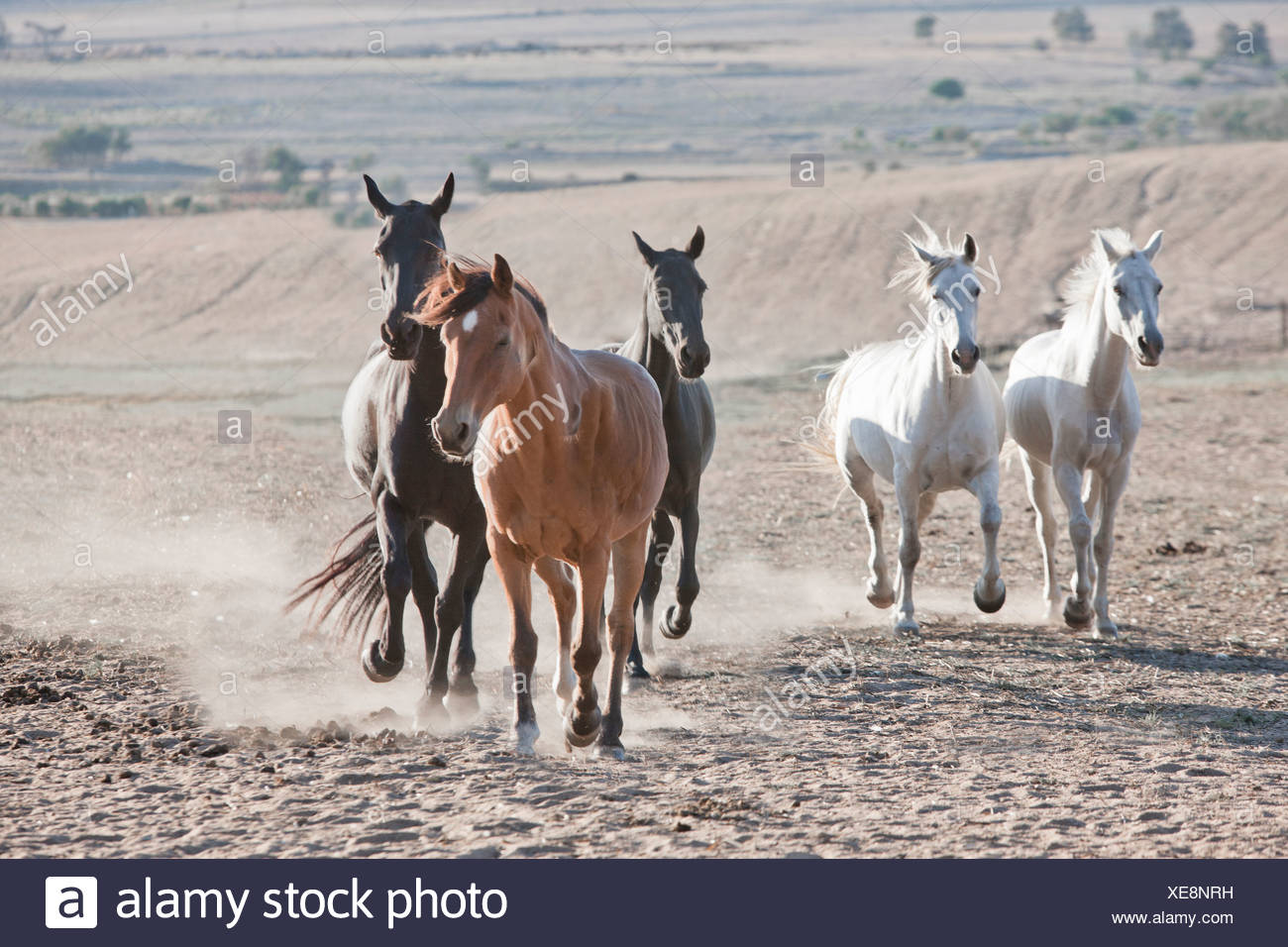 Wild Horses Running Free Stock Photos & Wild Horses Running Free Stock ...