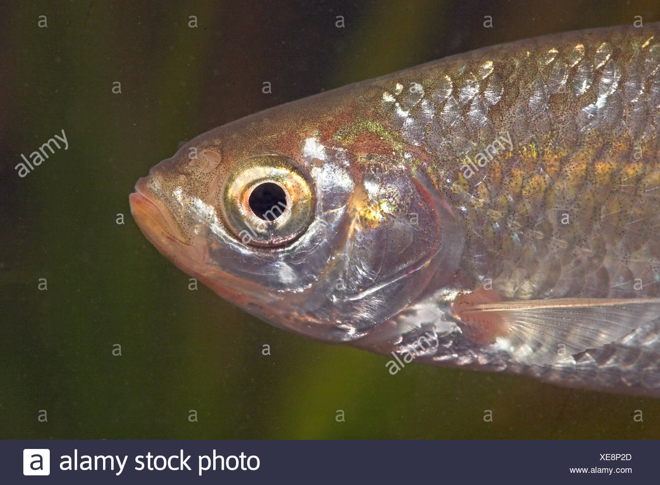 Rudd High Resolution Stock Photography and Images - Alamy