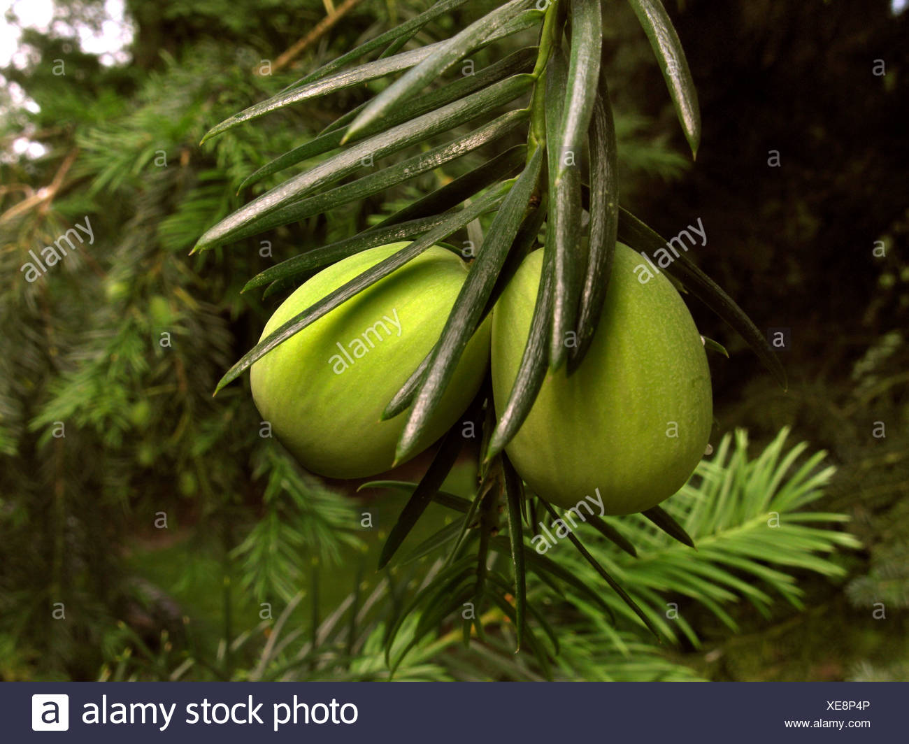 Torreya Nut Tree High Resolution Stock Photography and Images - Alamy
