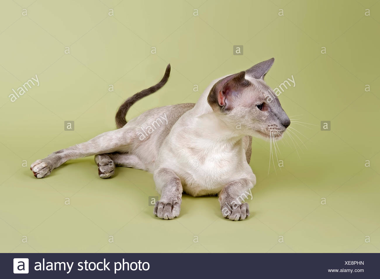 Tortie Point Siamese Domestic Cat Stock Photos & Tortie Point Siamese ...