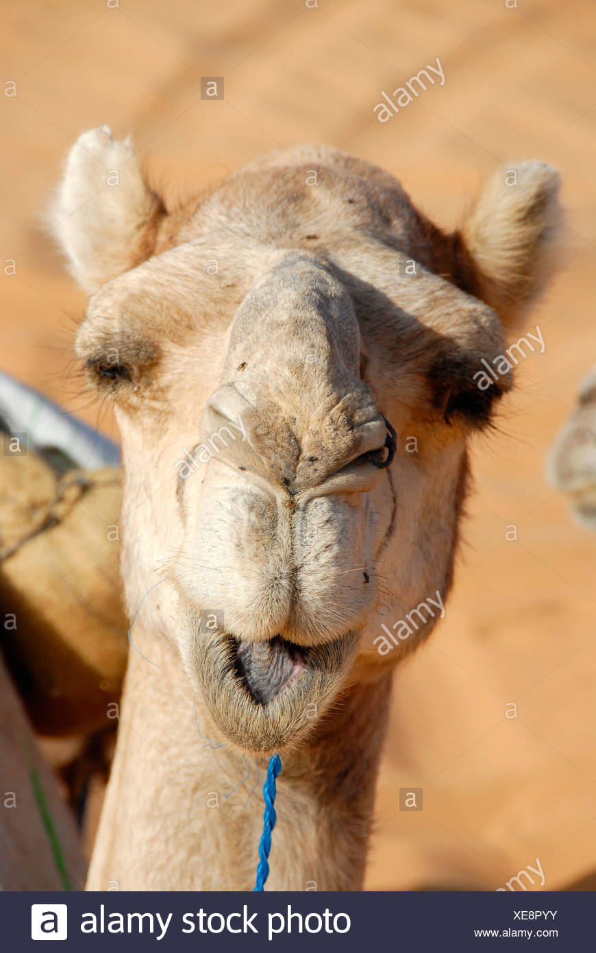 Funny Camel Faces High Resolution Stock Photography and Images - Alamy