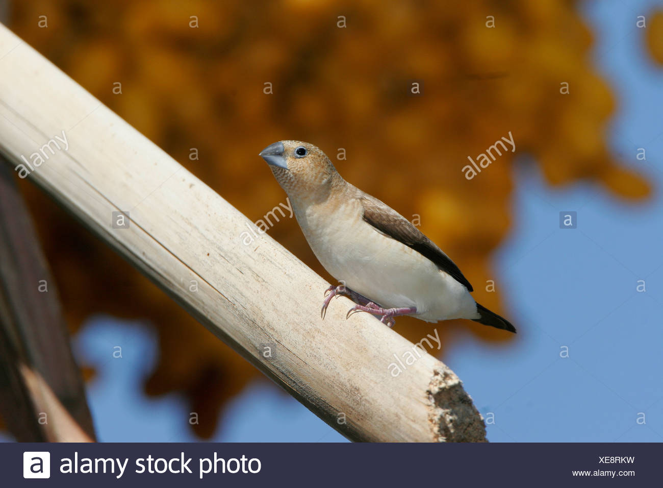 African Silverbill High Resolution Stock Photography and Images - Alamy