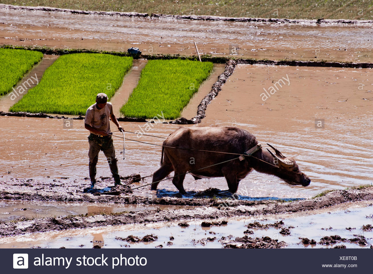 Carabao Rice High Resolution Stock Photography and Images - Alamy