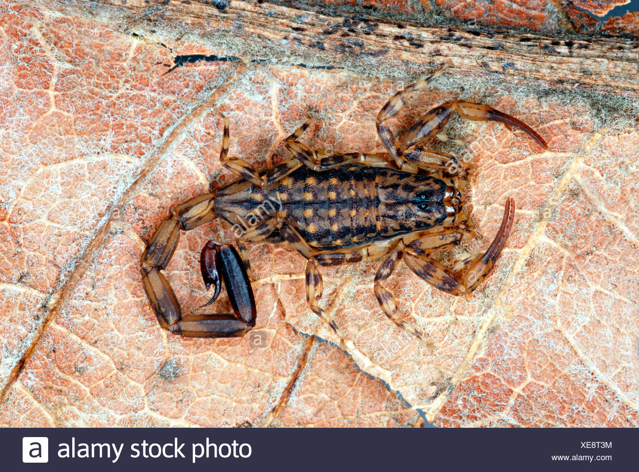 Mesobuthus High Resolution Stock Photography and Images - Alamy