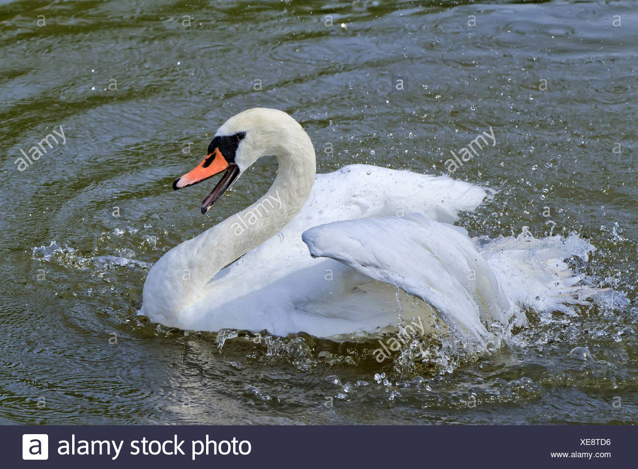 Angry Swan High Resolution Stock Photography and Images - Alamy