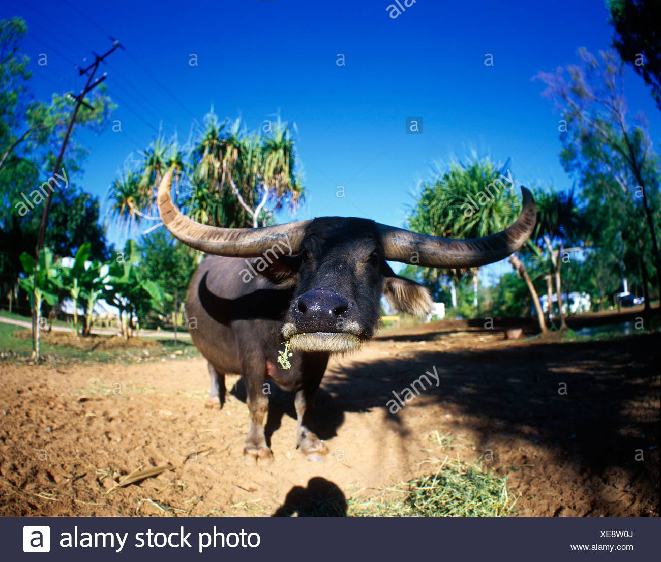 Australia Water Buffalo High Resolution Stock Photography and Images ...