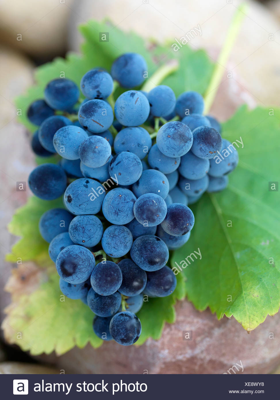 Grenache Grape High Resolution Stock Photography and Images - Alamy