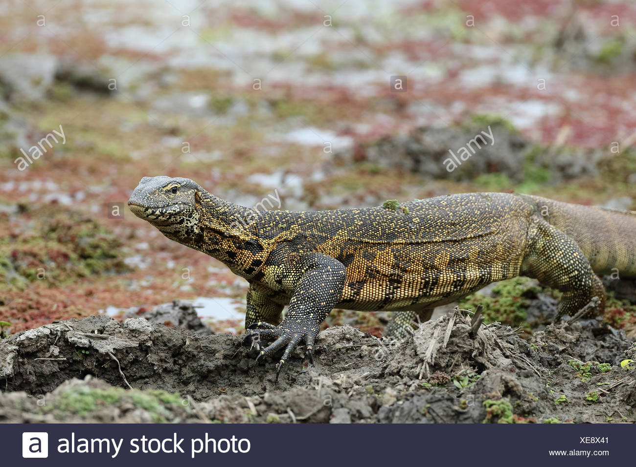 Nilwaran High Resolution Stock Photography and Images - Alamy