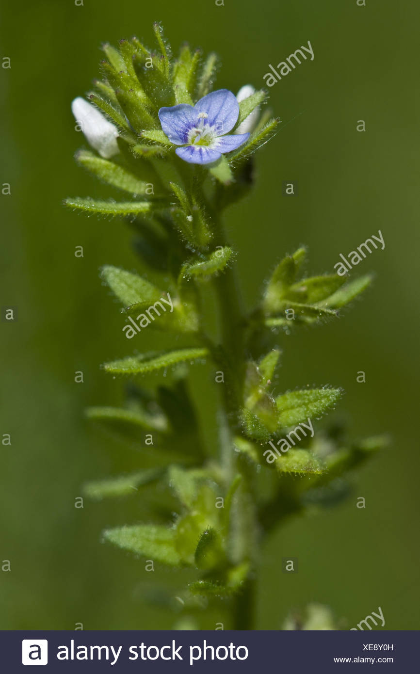 Common Speedwell High Resolution Stock Photography and Images - Alamy