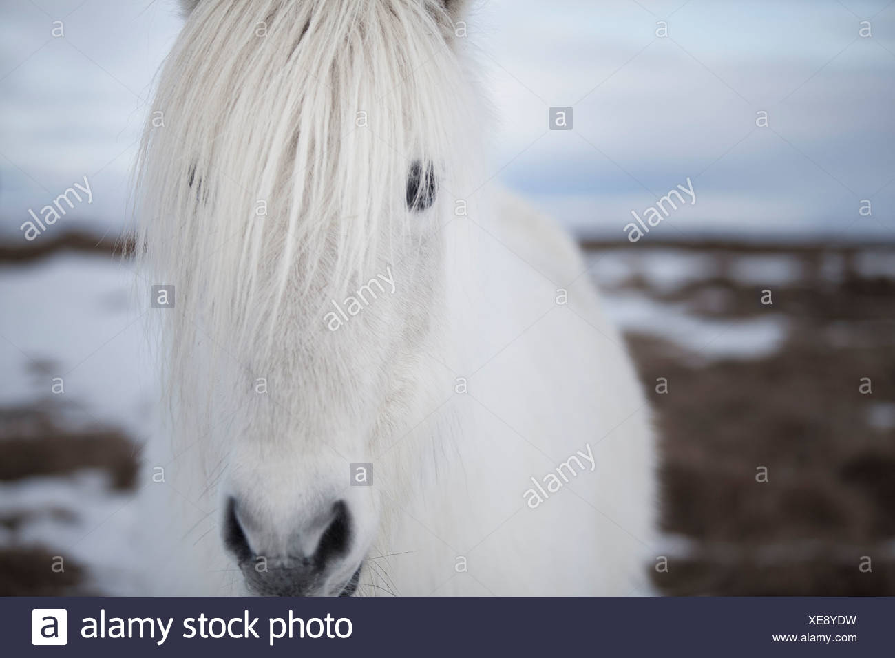 Horse Face Close Up Stock Photos & Horse Face Close Up Stock Images - Alamy