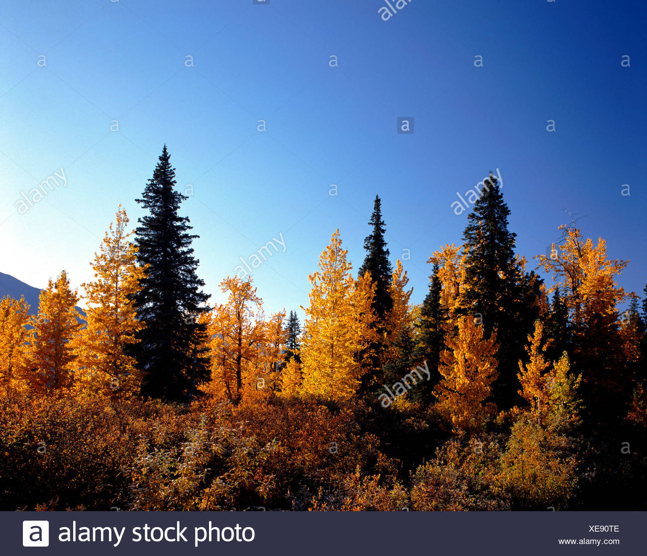 Alaska Tanana Valley Stock Photos & Alaska Tanana Valley Stock Images ...