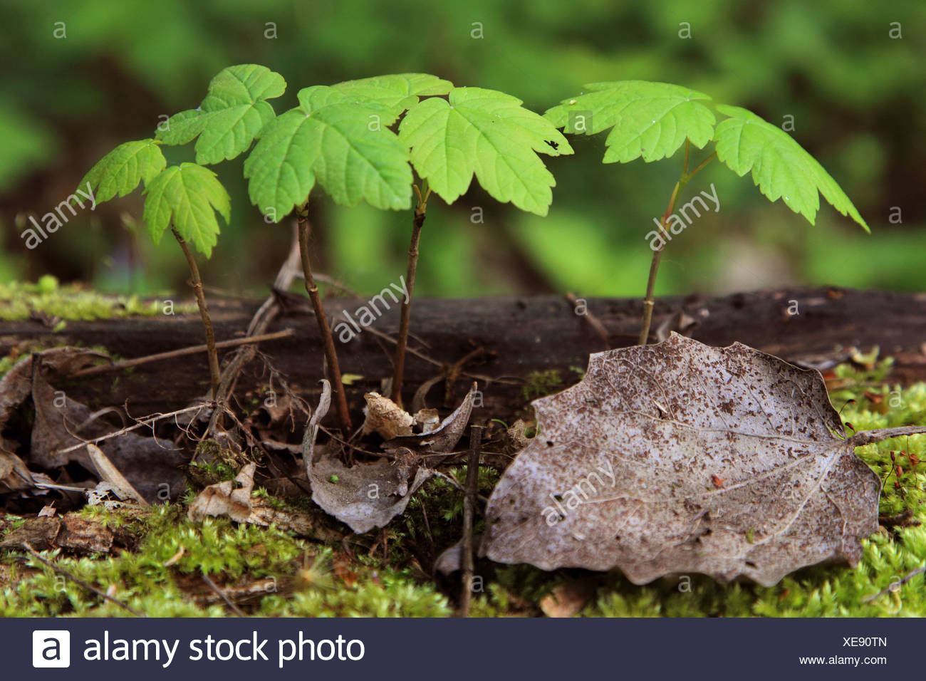 Sycamore Maple Seedlings High Resolution Stock Photography and Images ...