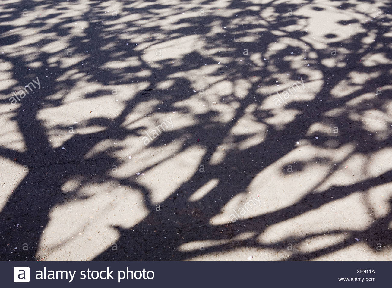 Tree Shadow High Resolution Stock Photography and Images - Alamy