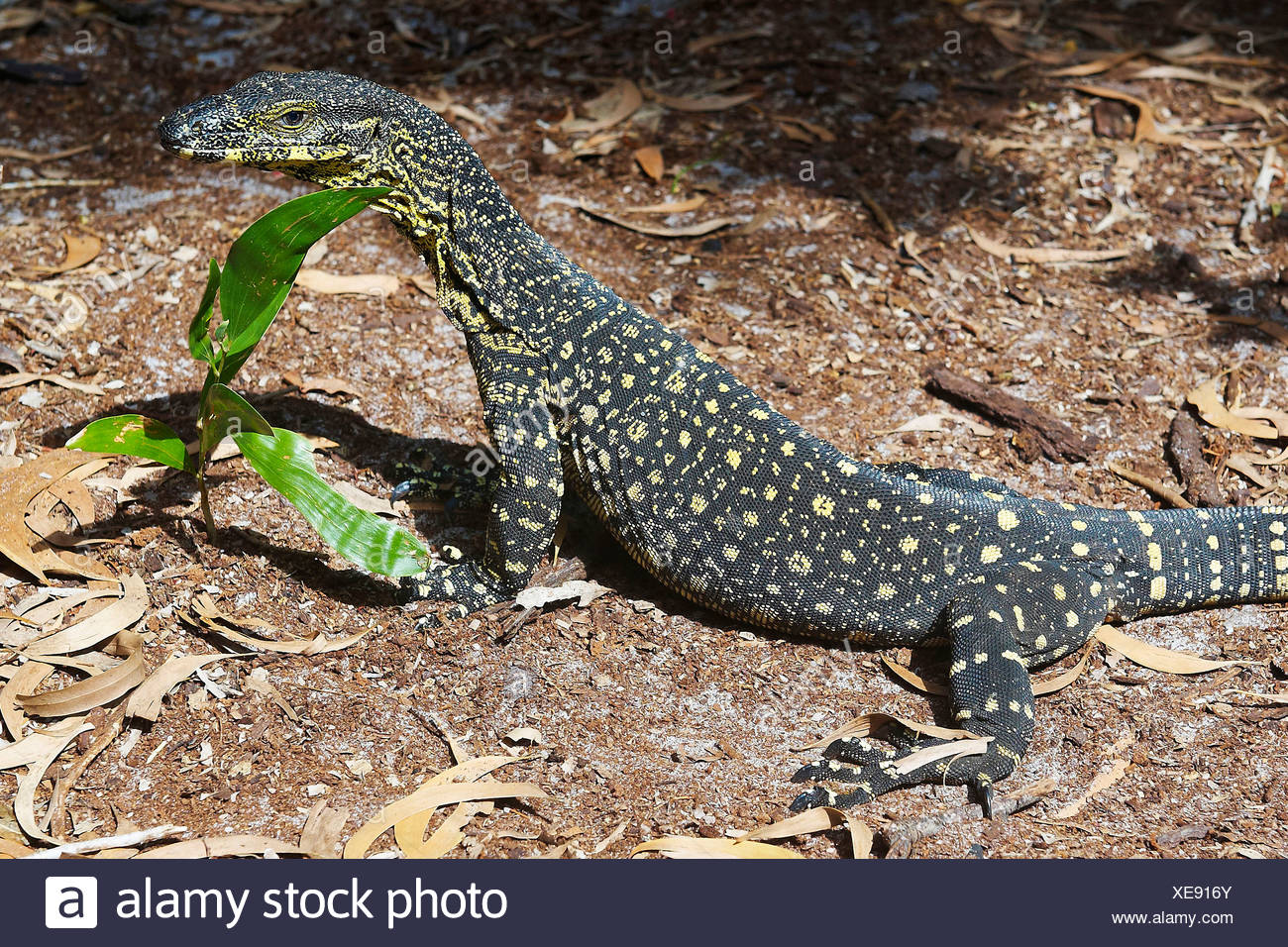 Goanna Stock Photos & Goanna Stock Images - Alamy