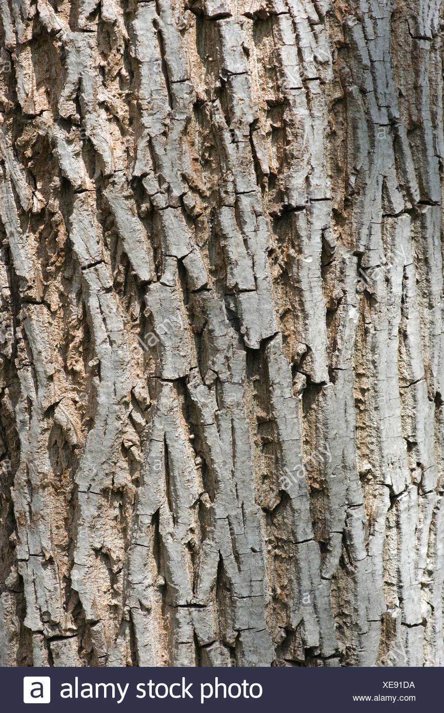 Walnut Tree Bark High Resolution Stock Photography and Images - Alamy