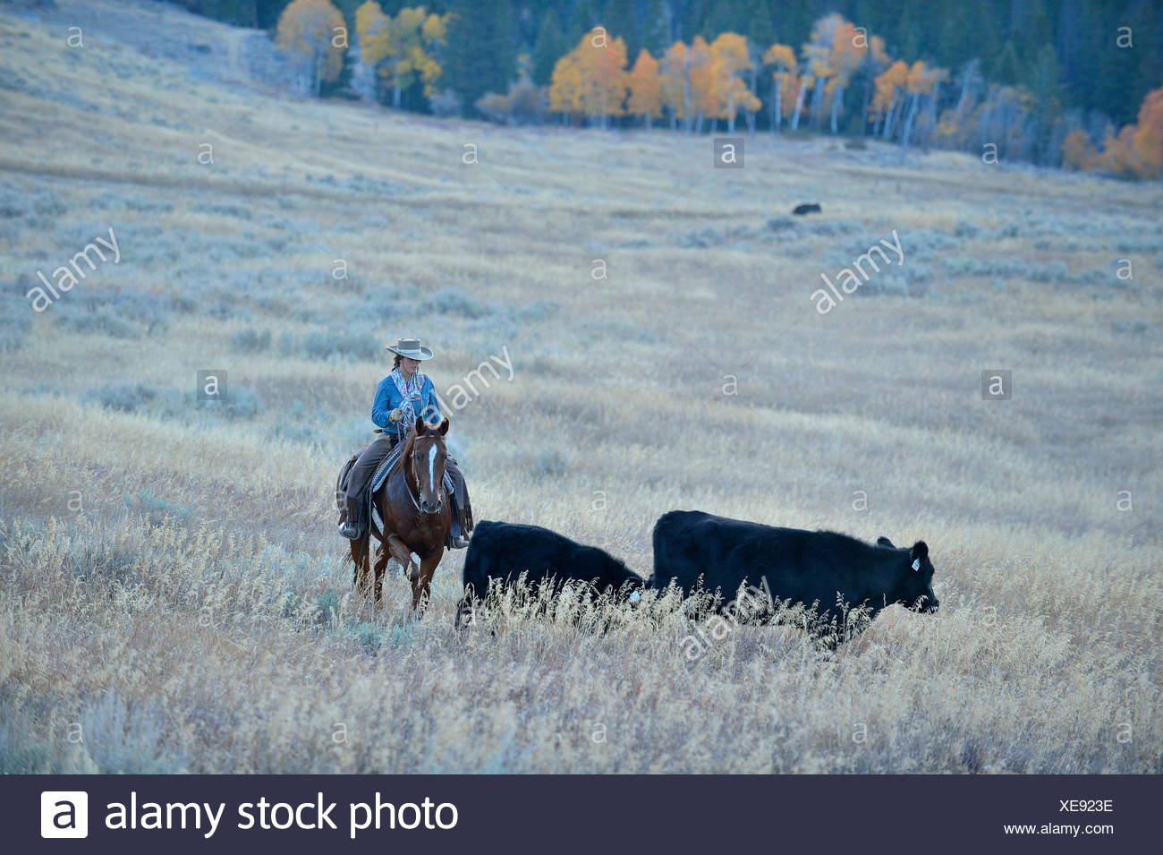 Cowgirl Herding Cattle High Resolution Stock Photography and Images - Alamy