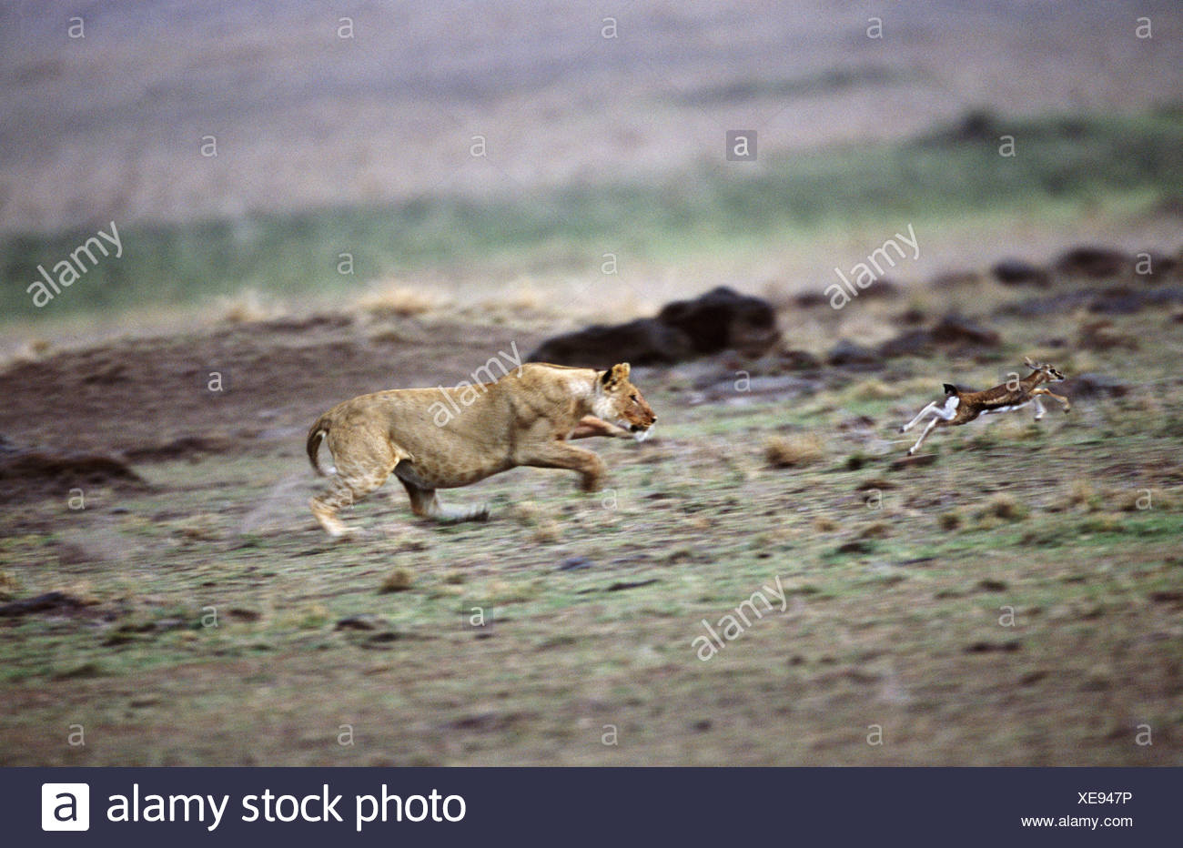Predator Chasing Prey Stock Photos & Predator Chasing Prey Stock Images - Alamy