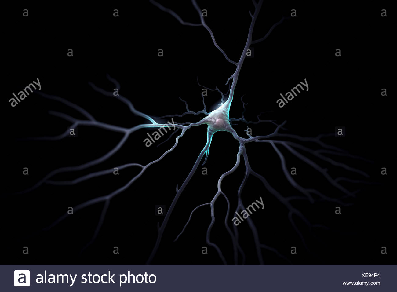 Cerebral Cortex Stock Photos & Cerebral Cortex Stock Images - Alamy