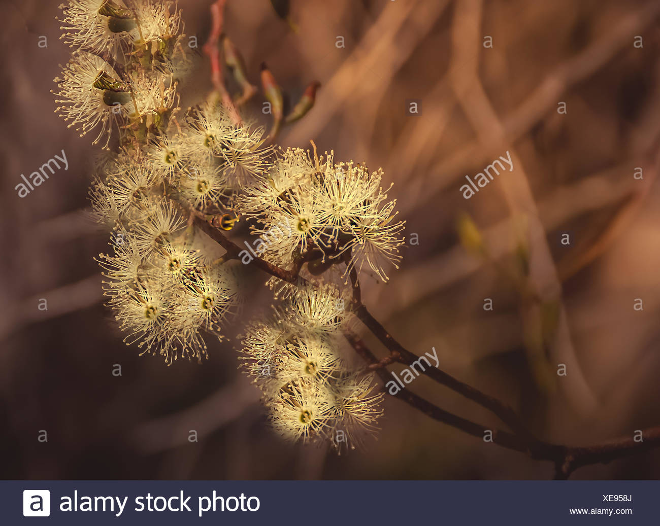 Blue Gum High Resolution Stock Photography and Images - Alamy