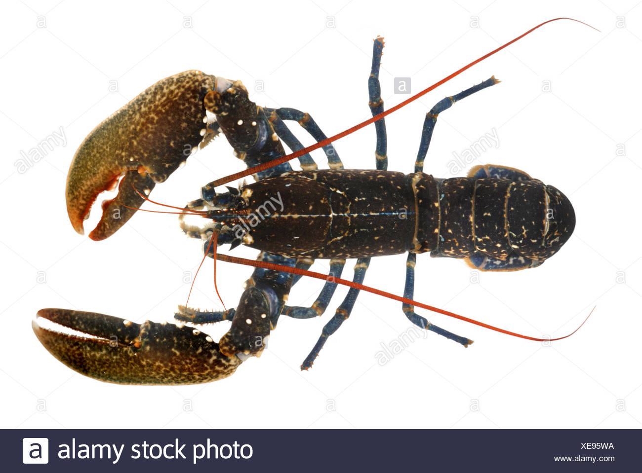Homarus Vulgaris Stock Photos & Homarus Vulgaris Stock Images - Alamy