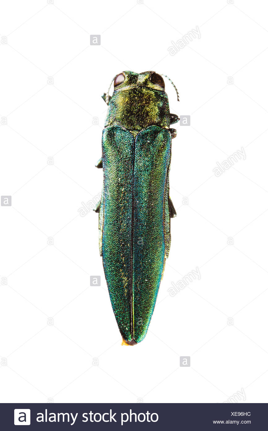 Ash Borer Beetle Stock Photos & Ash Borer Beetle Stock Images - Alamy