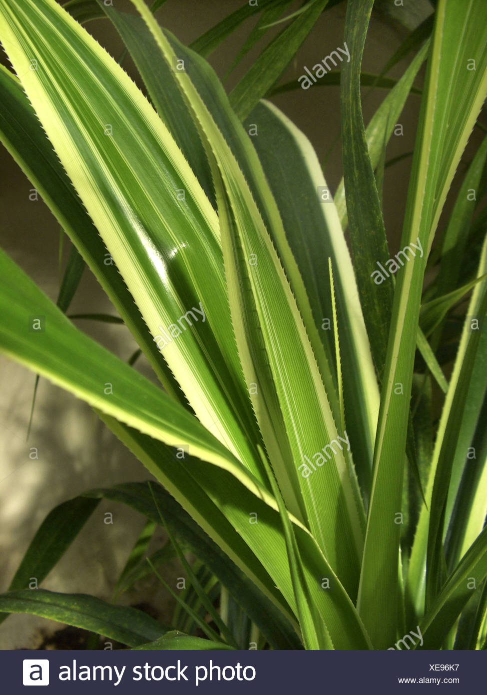 Pandanus Veitchii High Resolution Stock Photography and Images - Alamy