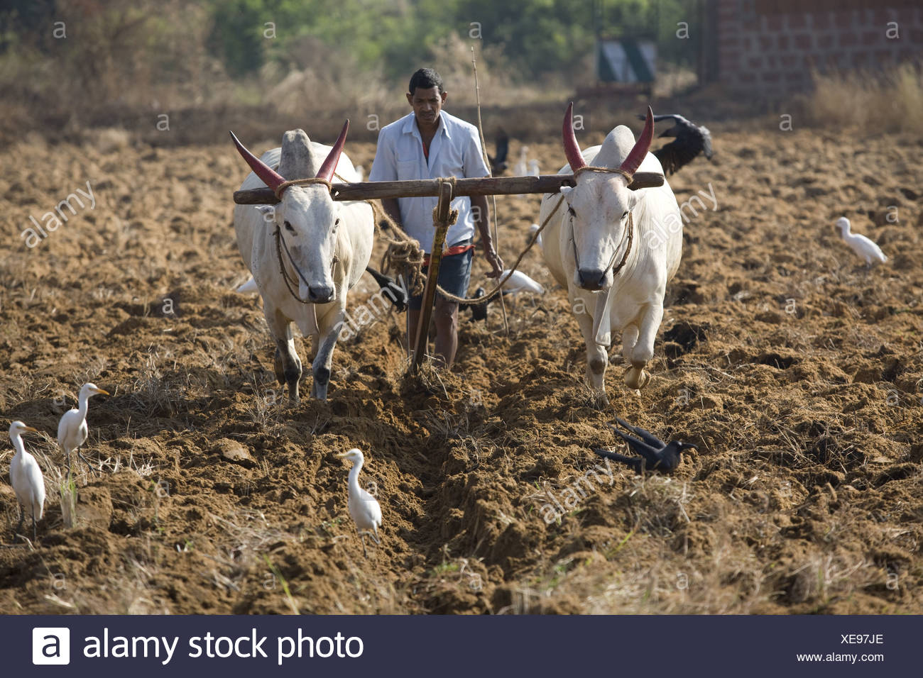 Goa Rice Field High Resolution Stock Photography and Images - Alamy