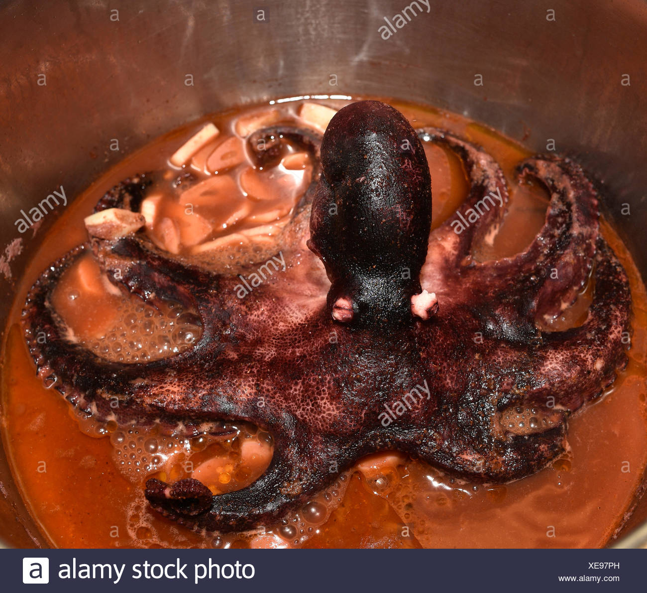 Baby Octopus Animal Stock Photos & Baby Octopus Animal Stock Images - Alamy